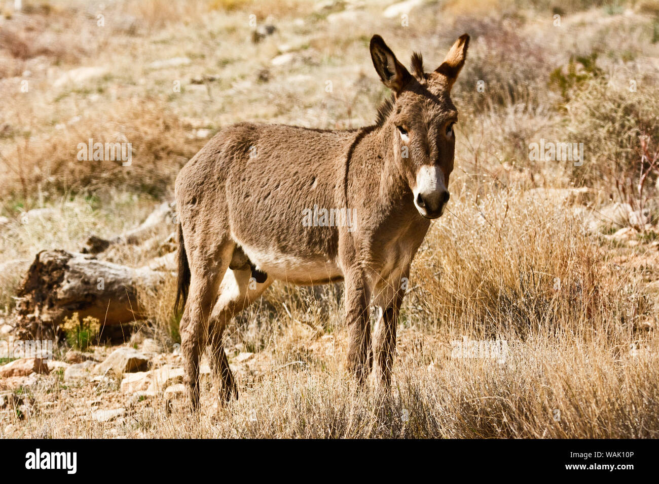 Wild burro standing. Red Rock Canyon Area, Nevada, USA Stock Photo - Alamy