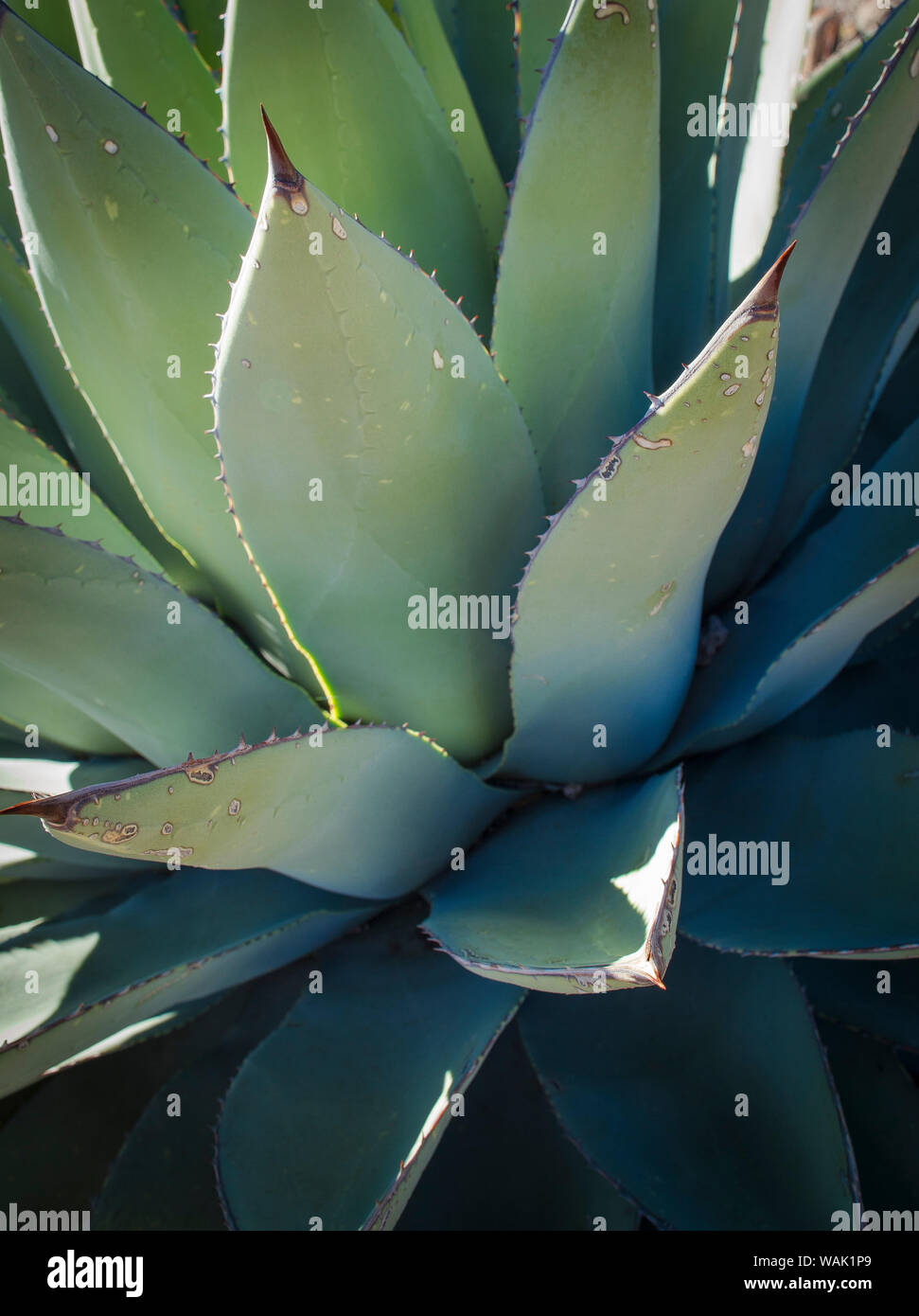 Agave fiber hi-res stock photography and images - Alamy