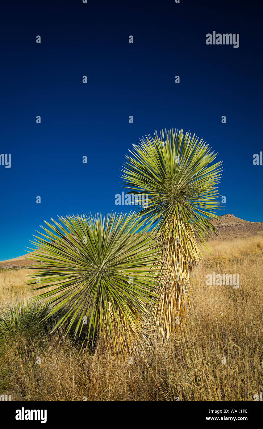Yucca city hi-res stock photography and images - Alamy