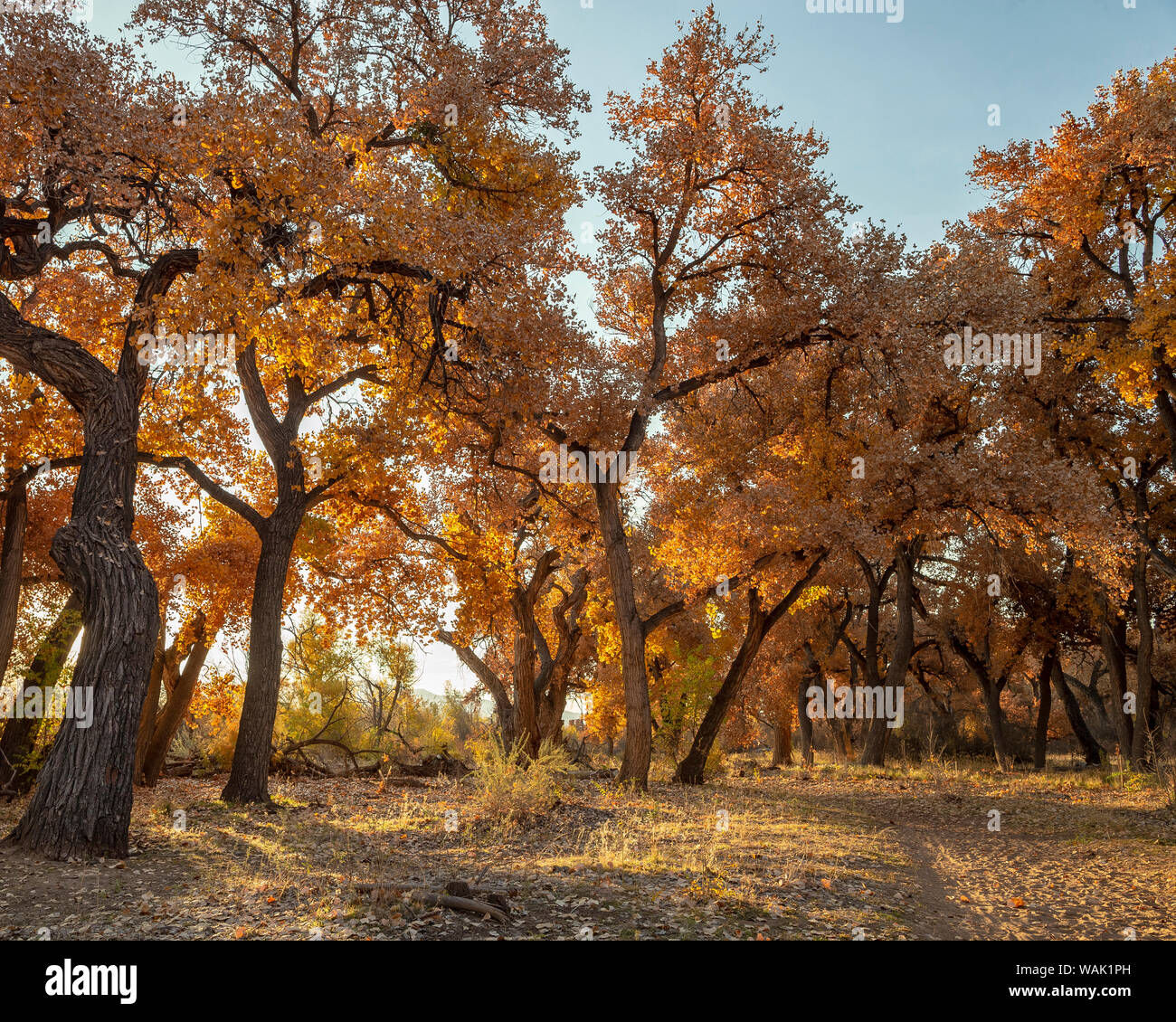 Cottonwood tree in new mexico hi-res stock photography and images - Alamy