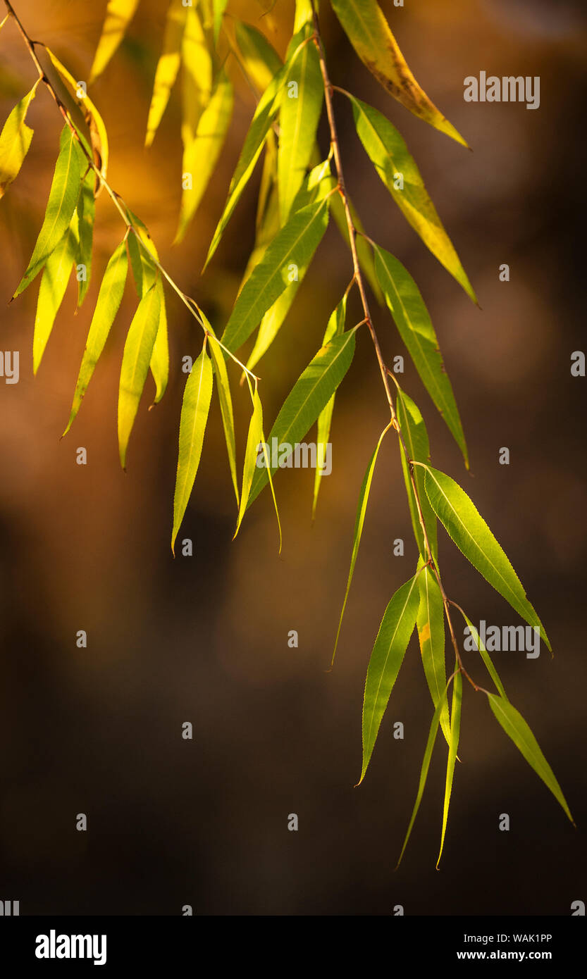 Albuquerque autumn fall hi-res stock photography and images - Alamy