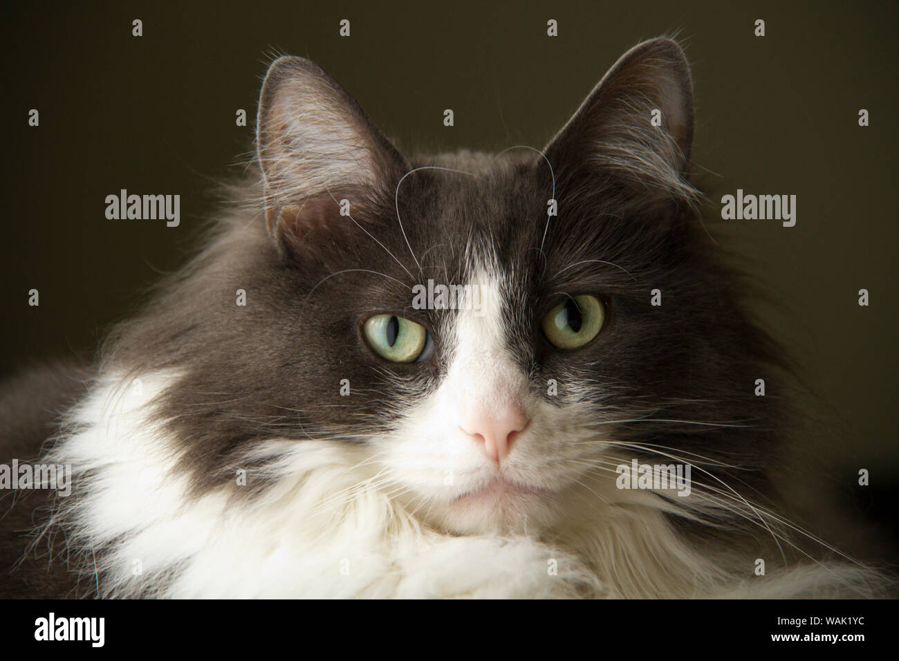 Staring intensely hi-res stock photography and images - Alamy