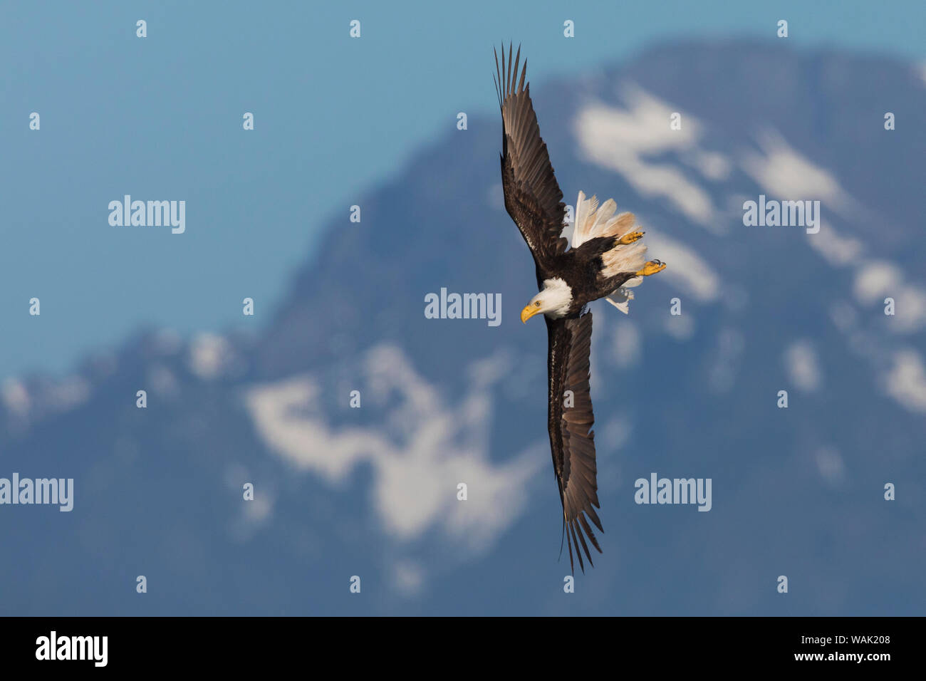 Bald eagle crow Stock Photo - Alamy