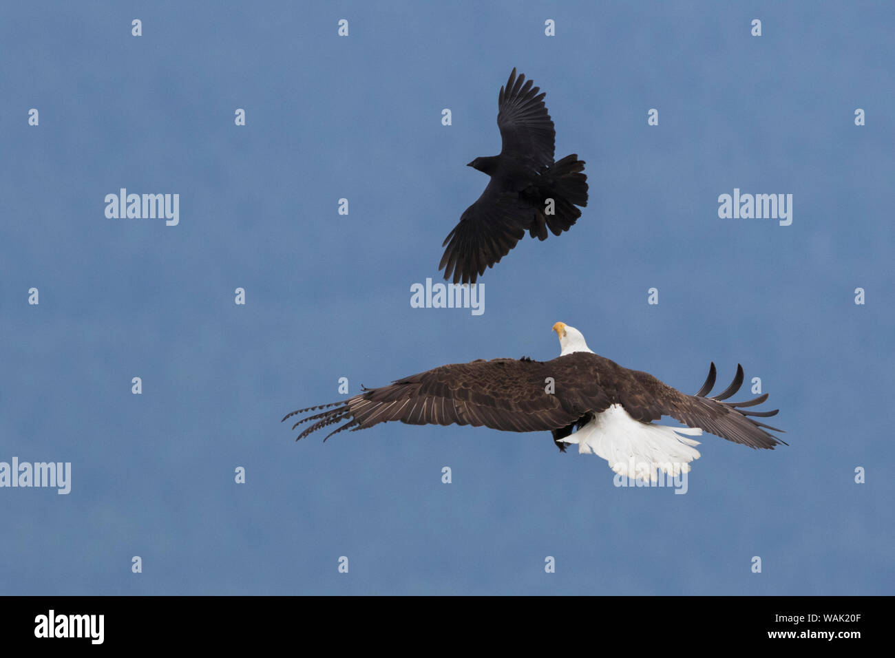 Bald eagle chasing crow Stock Photo - Alamy