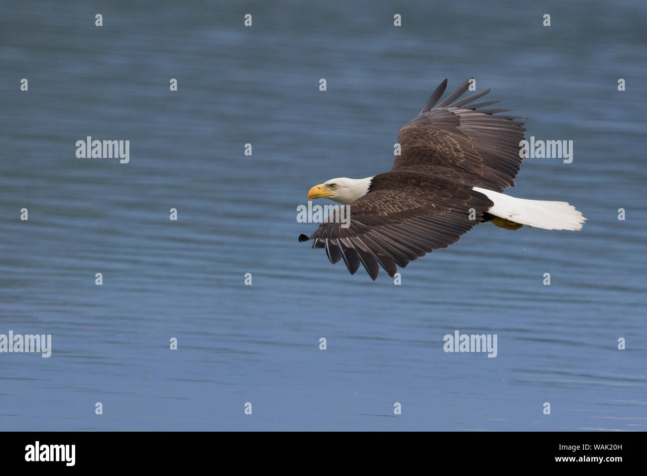 Bald eagle gliding Stock Photo - Alamy