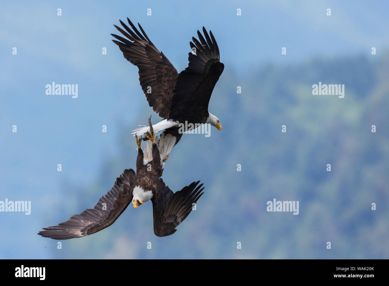 Attacking eagle hi-res stock photography and images - Alamy