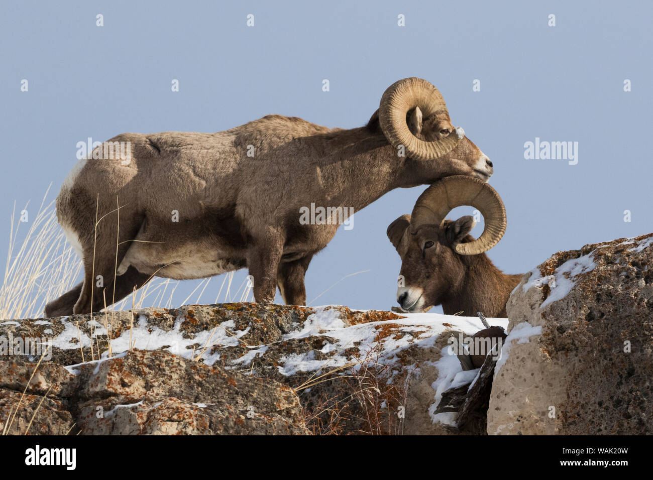 Rocky Mountain bighorn sheep rams head Stock Photo - Alamy
