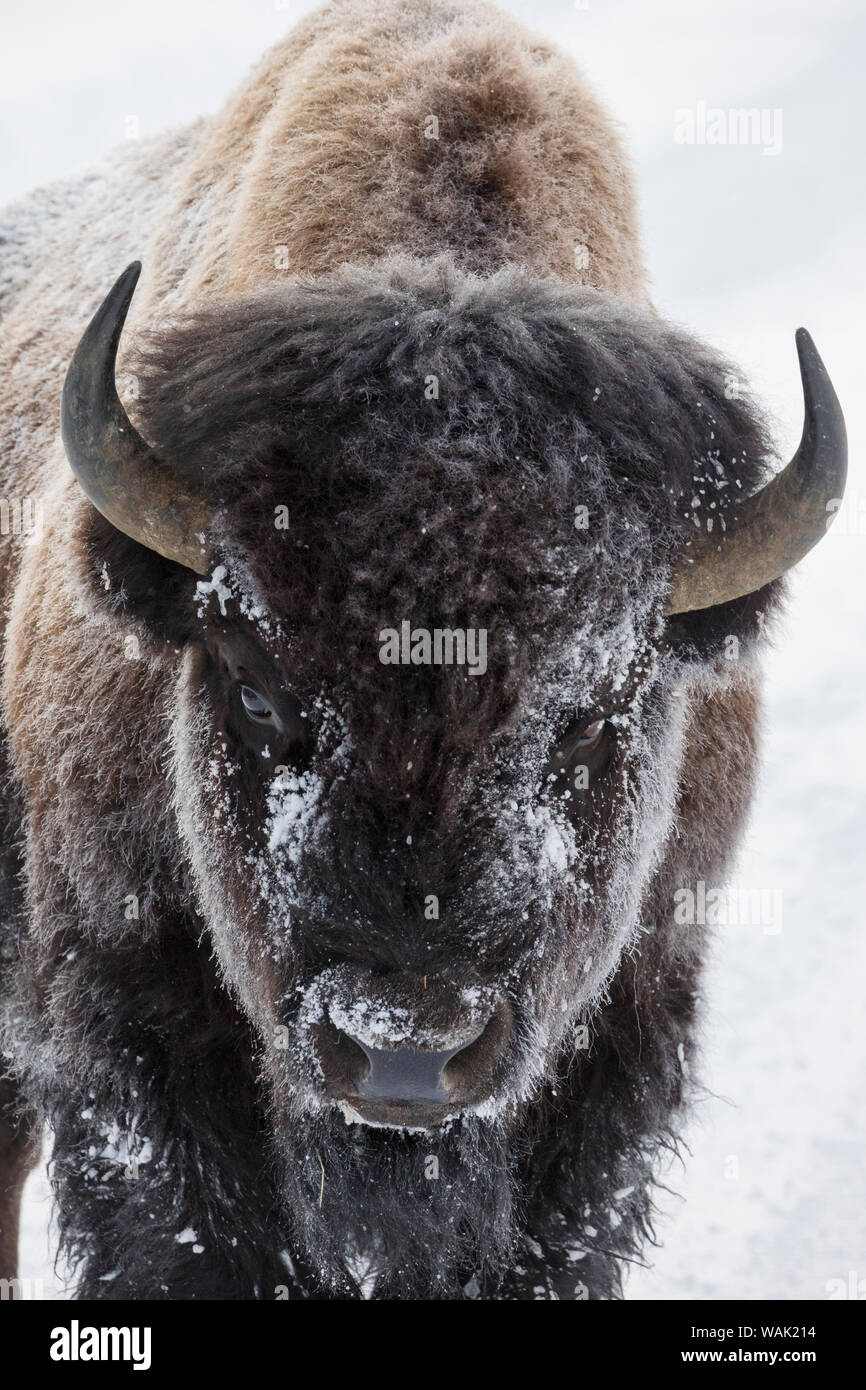 Yellowstone bison hi-res stock photography and images - Alamy