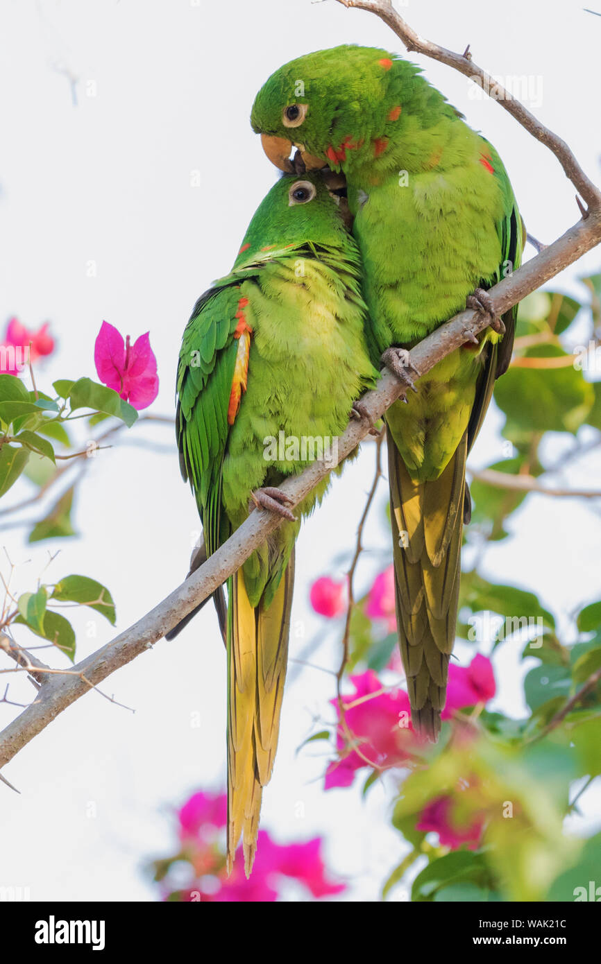 Parakeet preening hi-res stock photography and images - Alamy