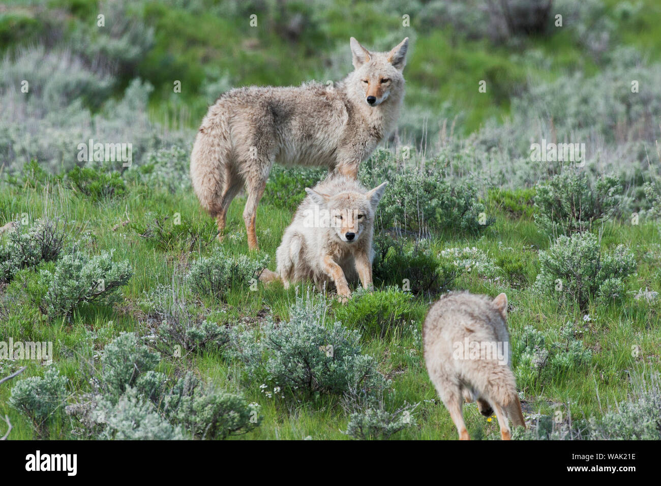 Pack member hi-res stock photography and images - Alamy