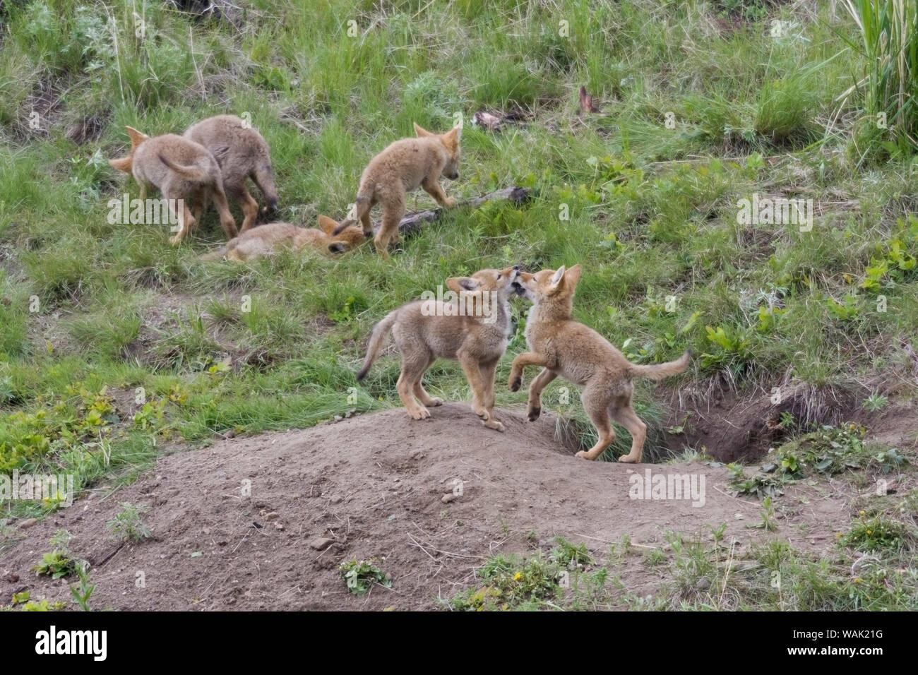 Coyote den hi-res stock photography and images - Alamy