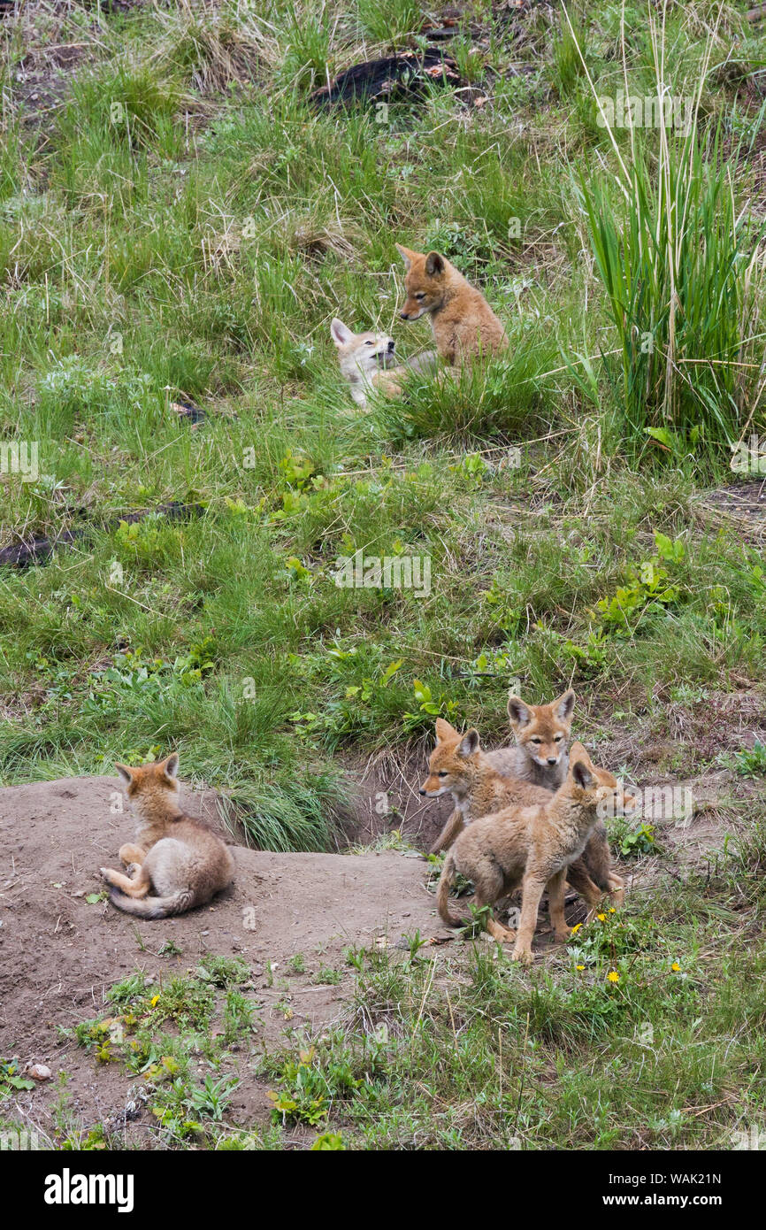 Coyote pups lounging and playing near den Stock Photo - Alamy