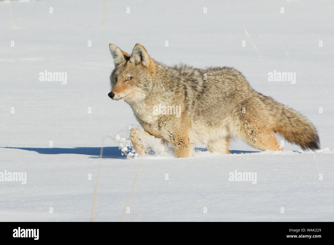 Coyote stalking hi-res stock photography and images - Alamy