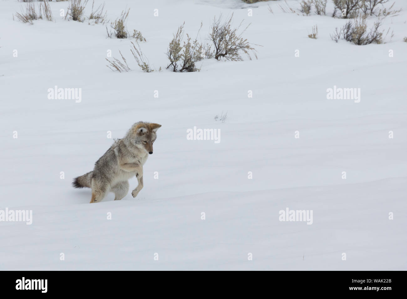 Coyote pouncing hi-res stock photography and images - Alamy