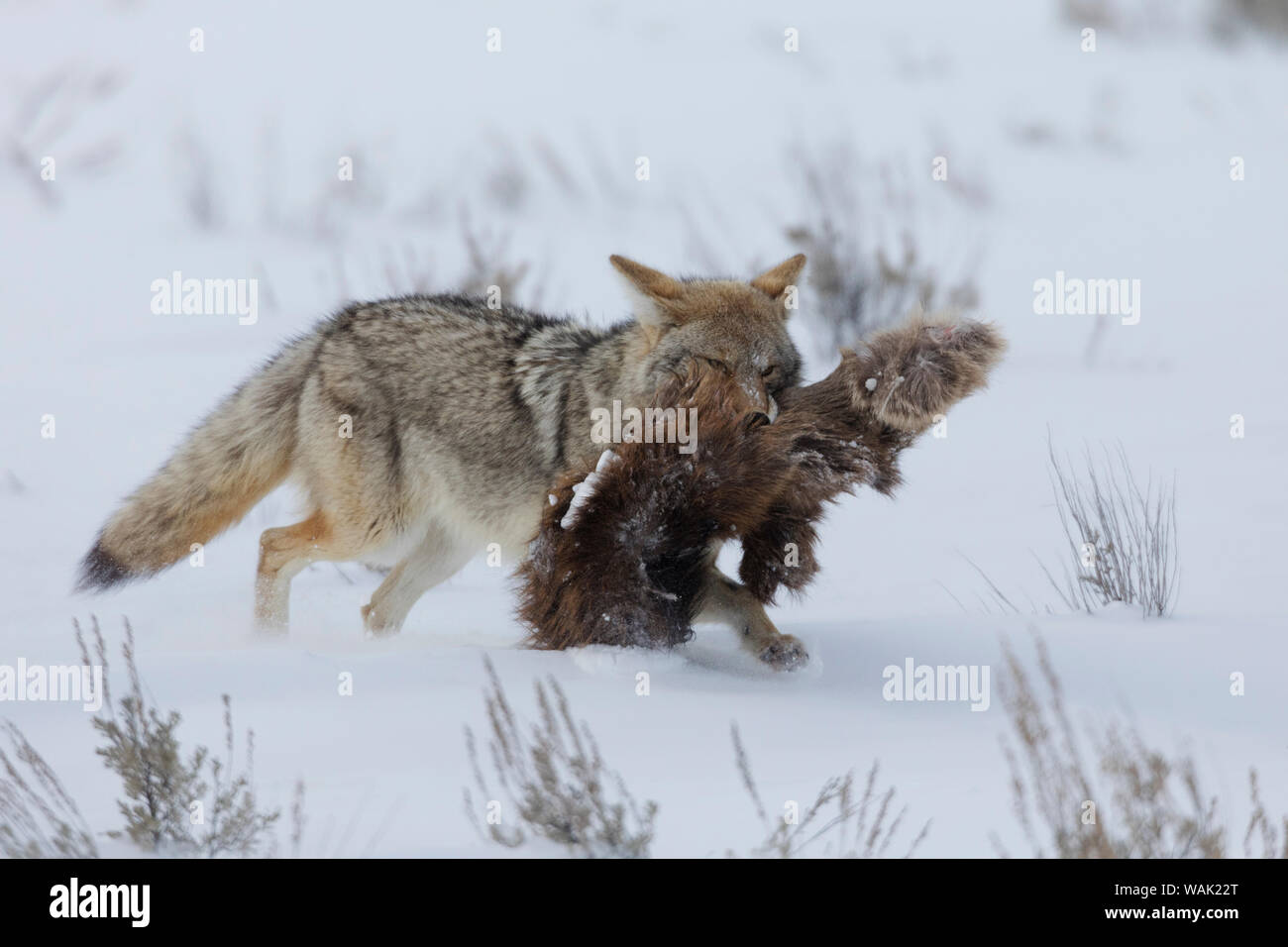 Survival cache hi-res stock photography and images - Alamy