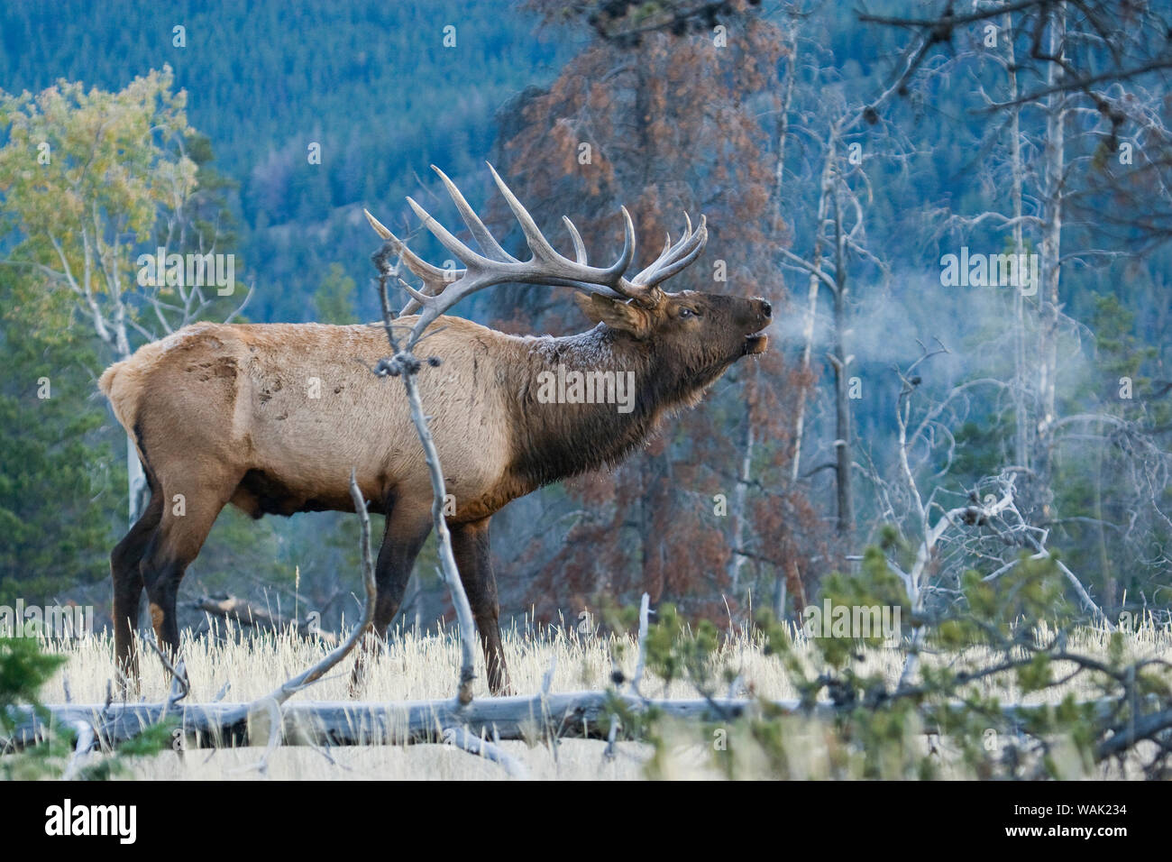 Rocky Mountain bull elk morning bugle Stock Photo - Alamy