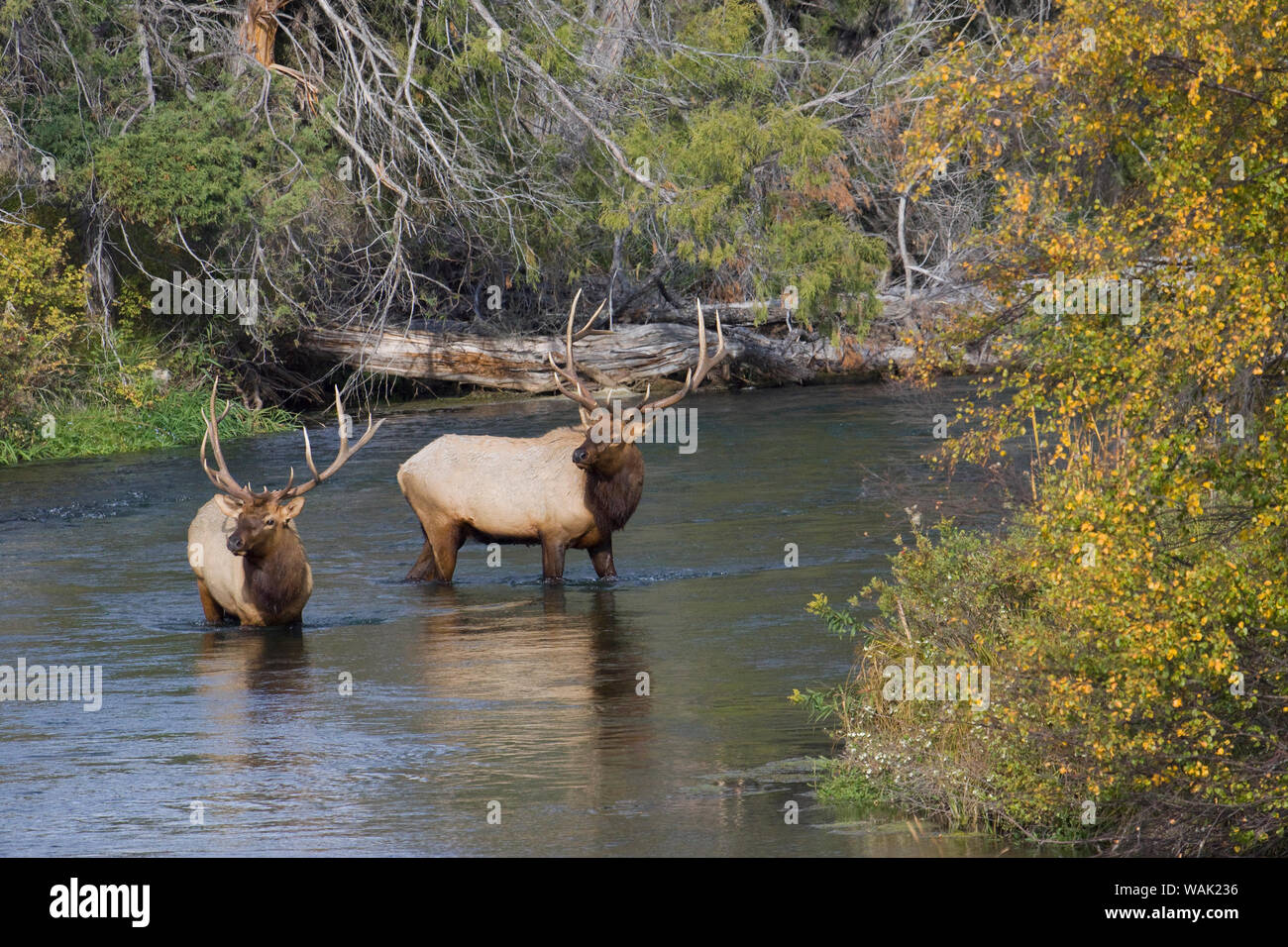 Elk Crossing High Resolution Stock Photography and Images - Alamy