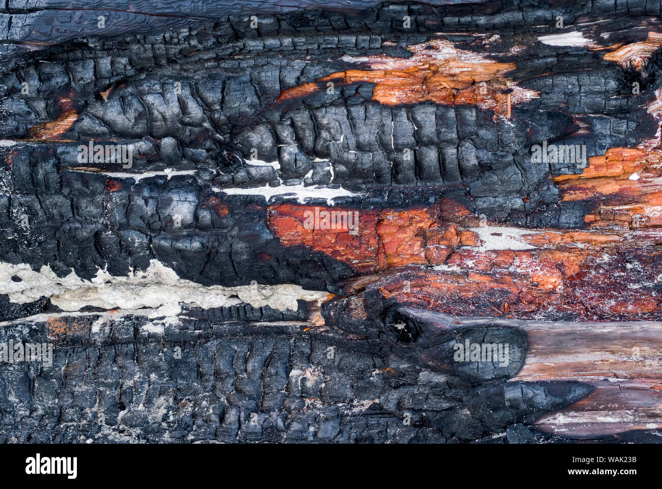 Burned Wood Log High Resolution Stock Photography and Images - Alamy