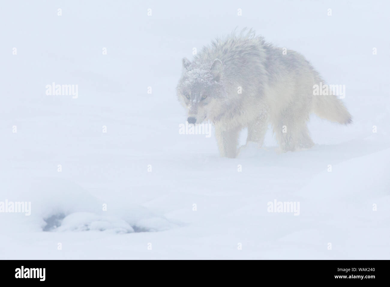 Stalking wolf hi-res stock photography and images - Alamy