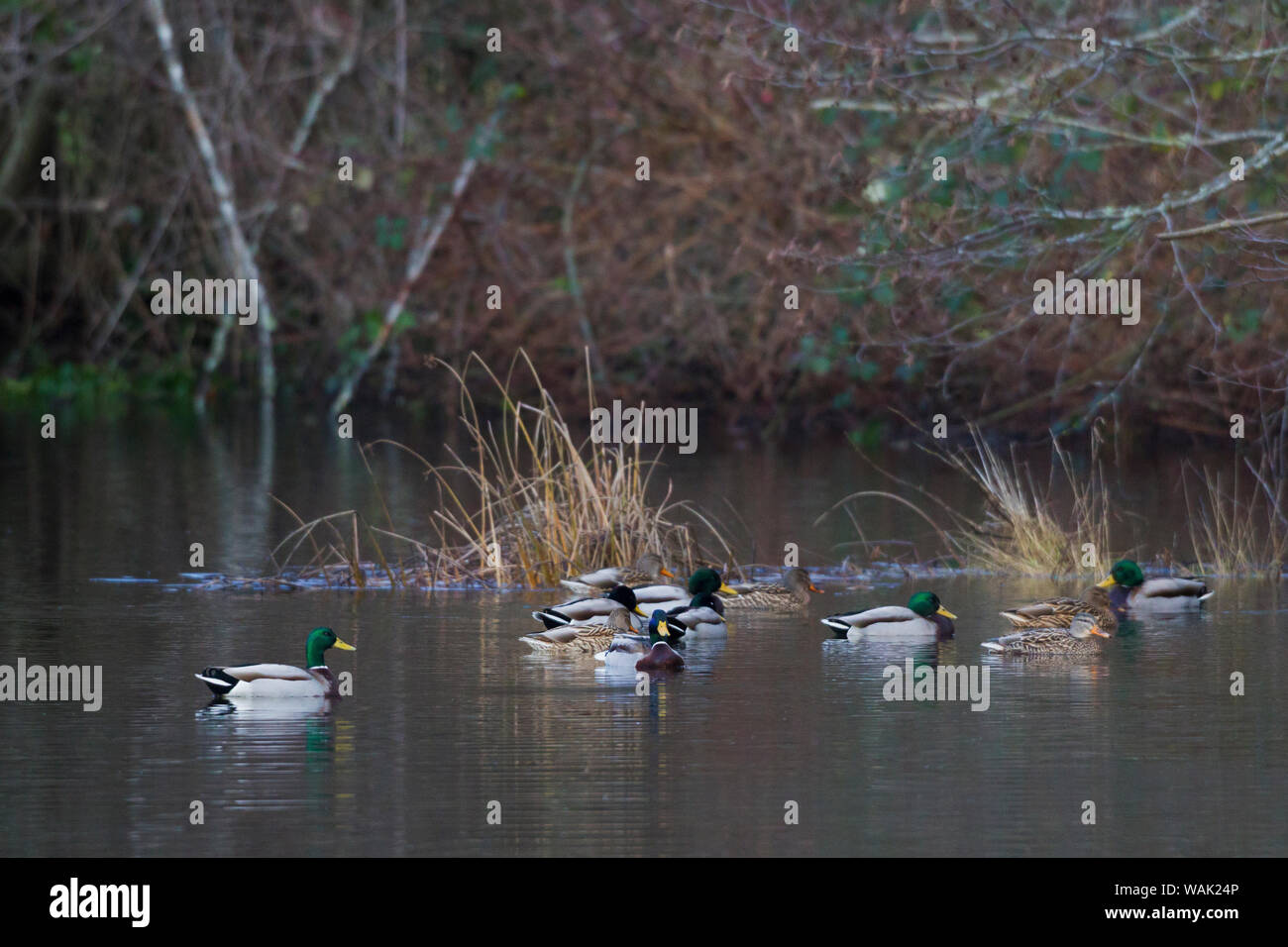 Waterfowl habitat hi-res stock photography and images - Alamy