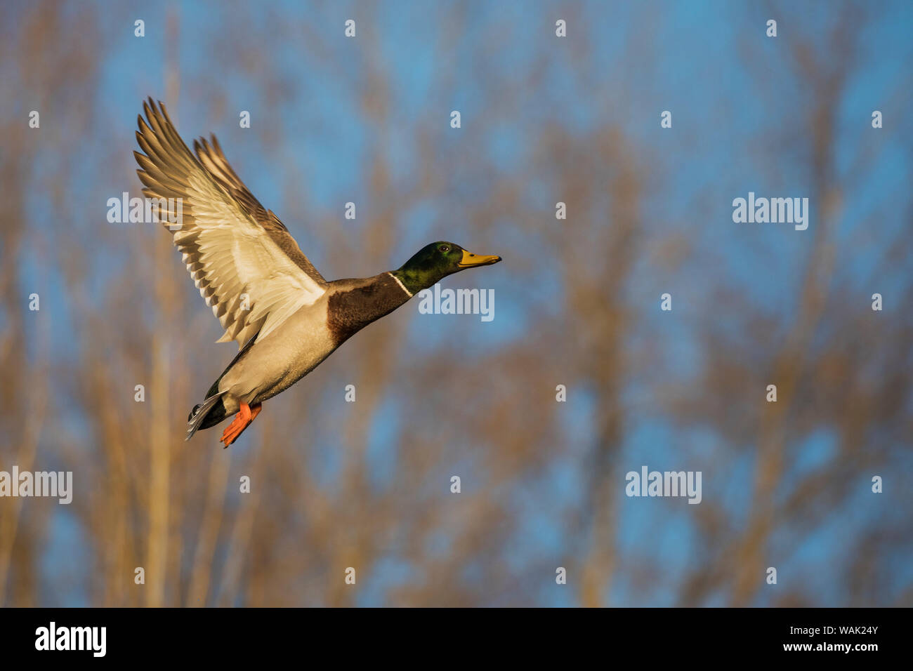 Flying mallard drake hi-res stock photography and images - Alamy