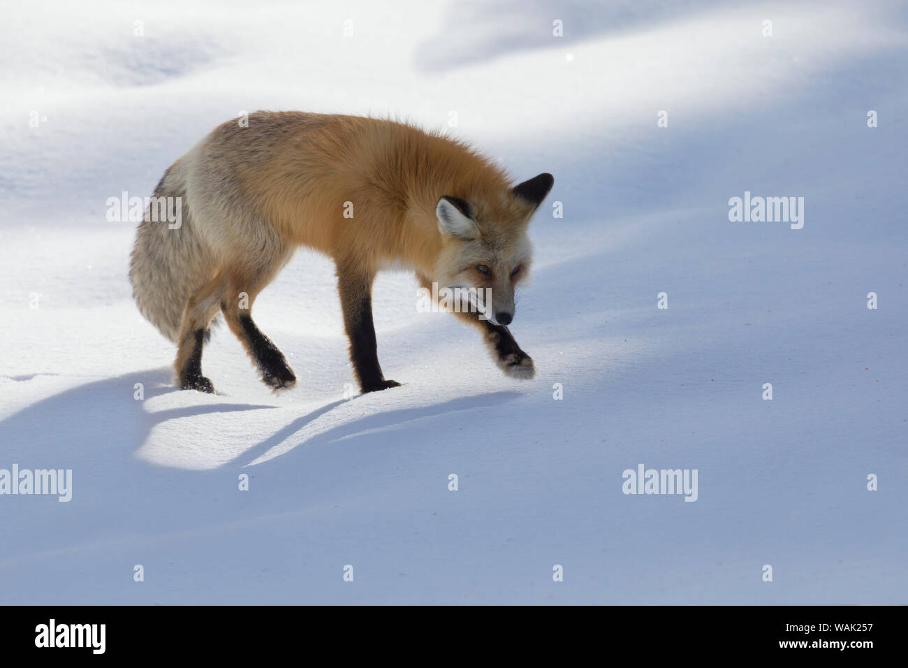 Red fox winter hunting Stock Photo - Alamy