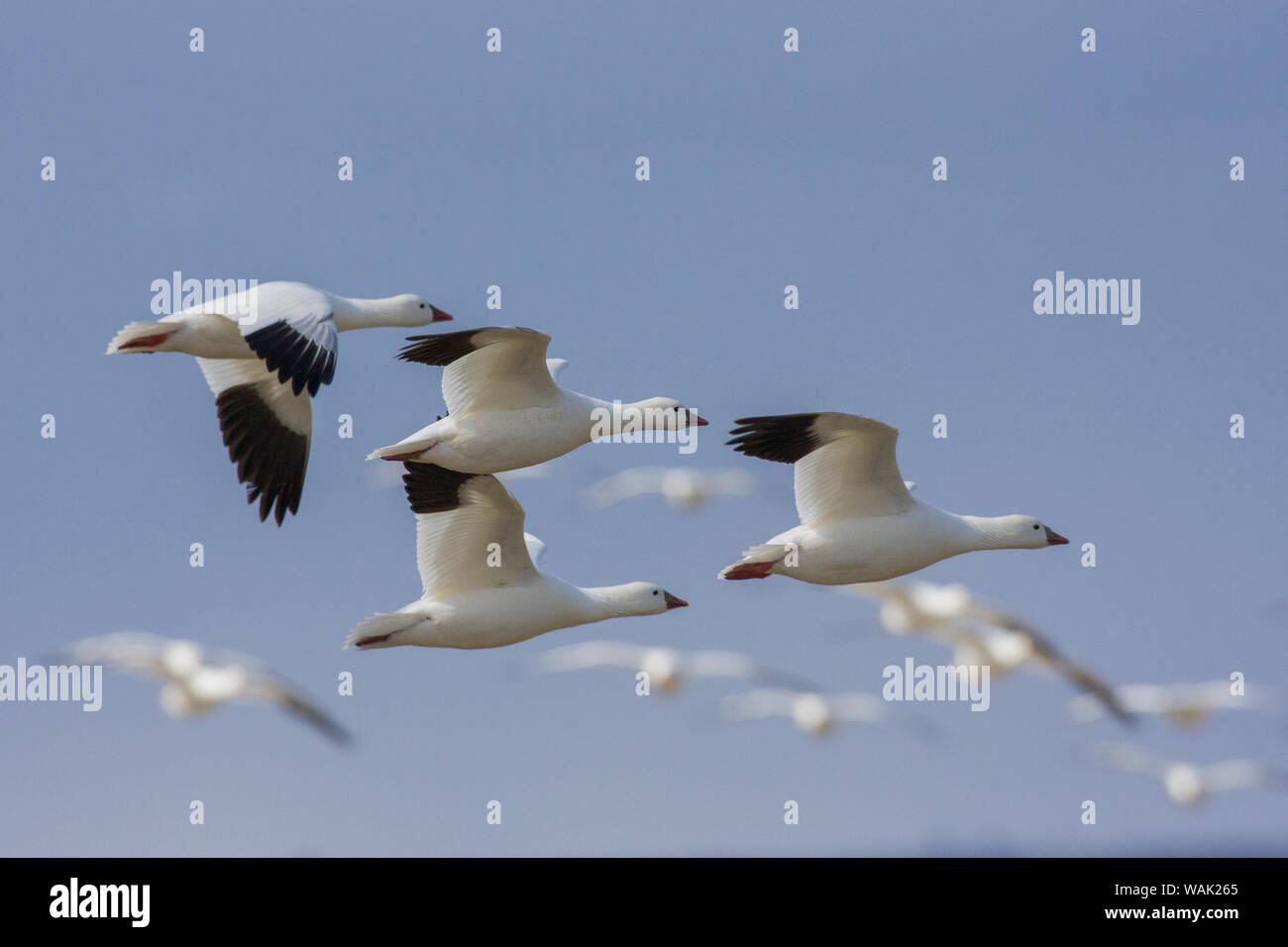 Ross geese hi-res stock photography and images - Alamy
