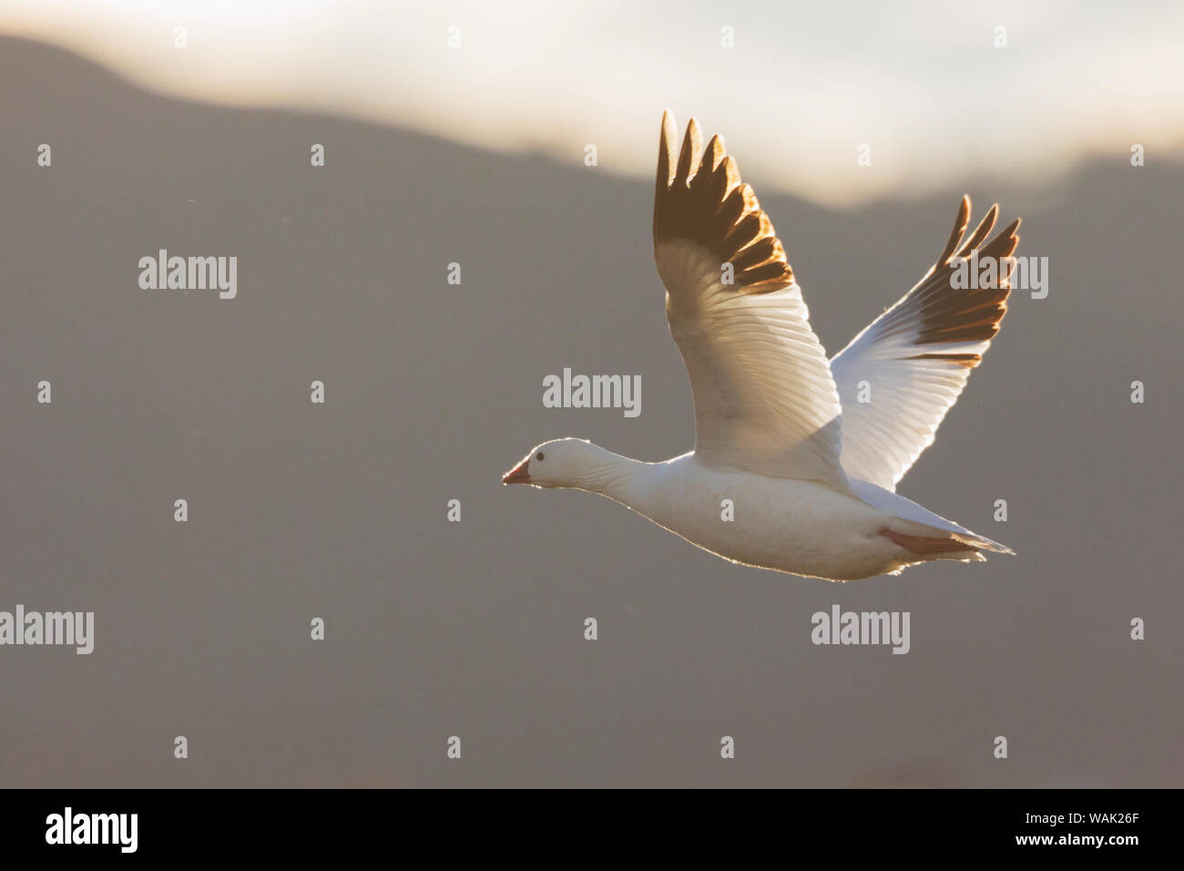 Ross's goose hi-res stock photography and images - Alamy