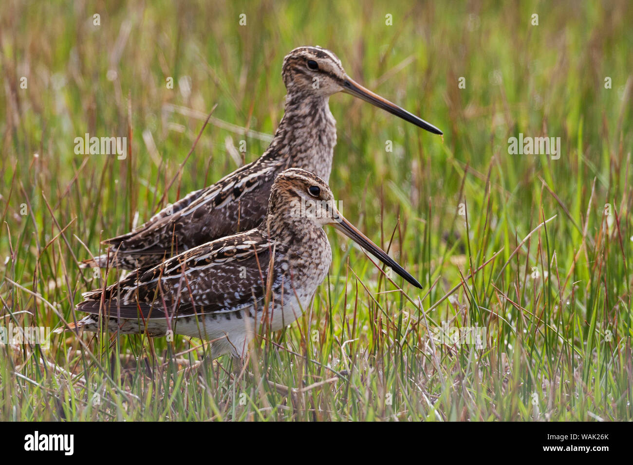 Common snipe pair Stock Photo - Alamy