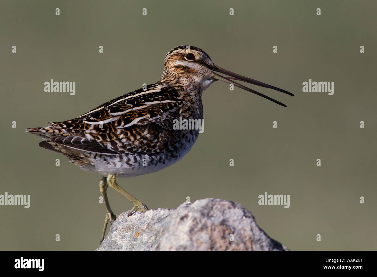 Common snipe calling Stock Photo - Alamy