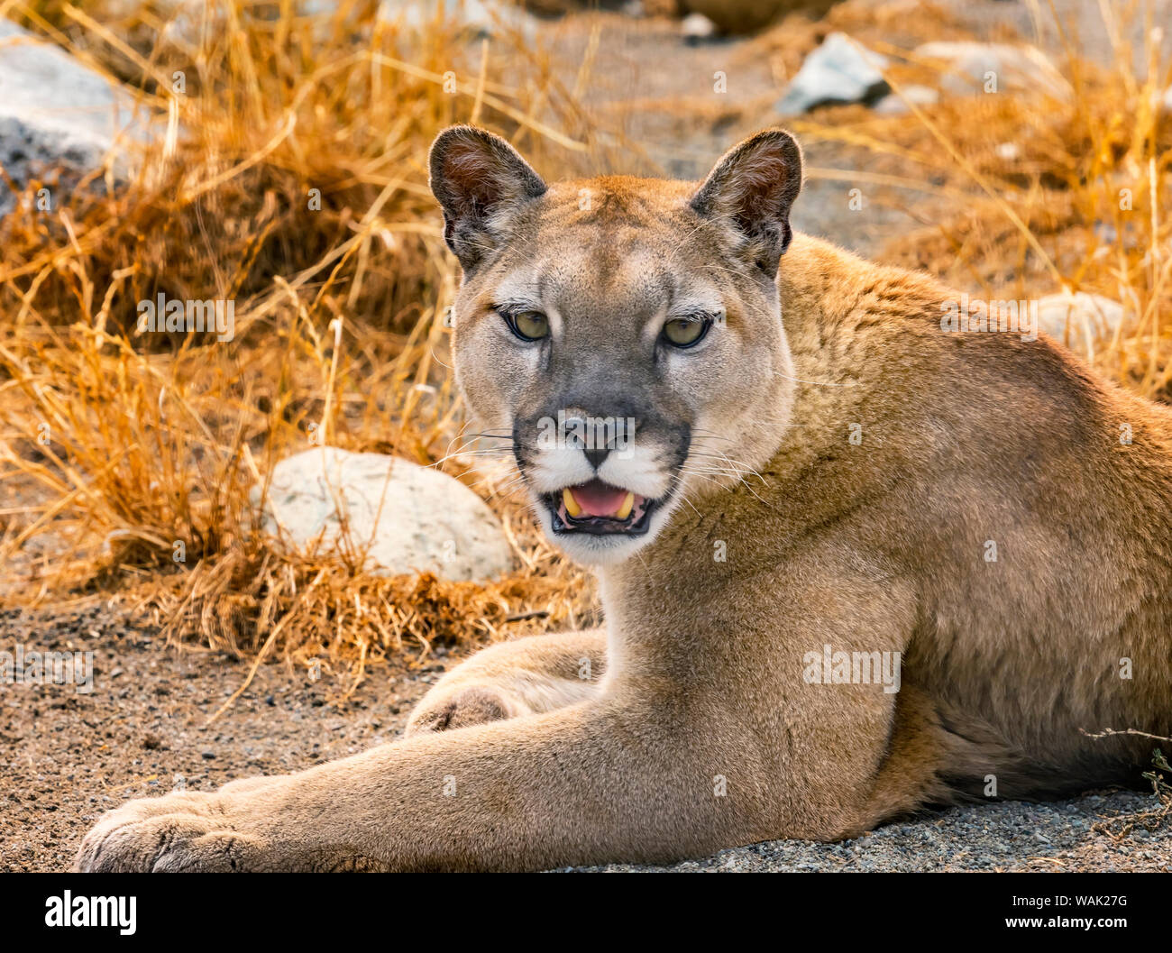 Mountain Lion, Cougar, Puma concolor Stock Photo - Alamy