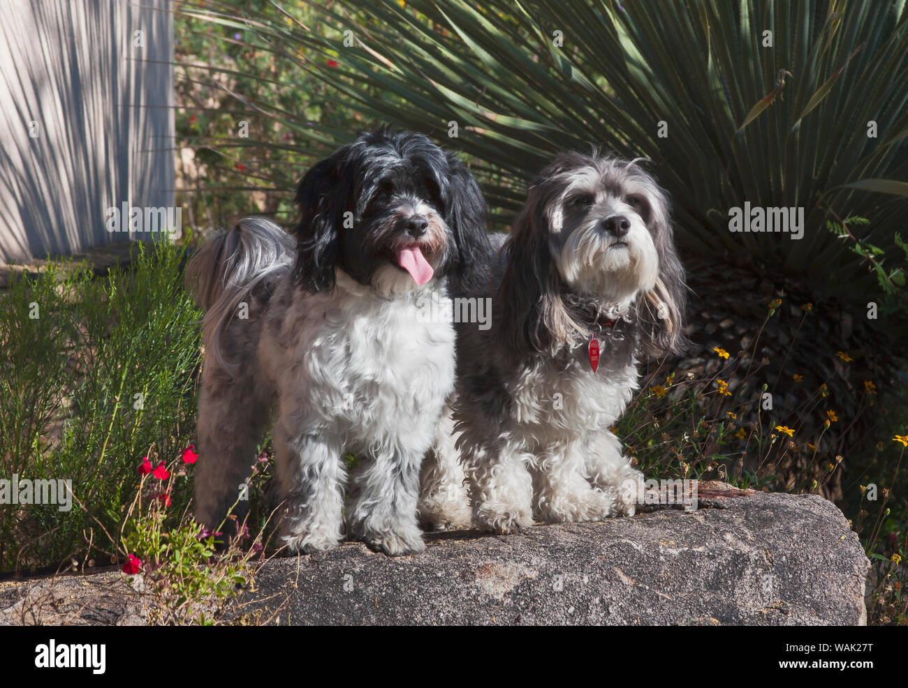 Two havanese standing on a rock (PR Stock Photo - Alamy