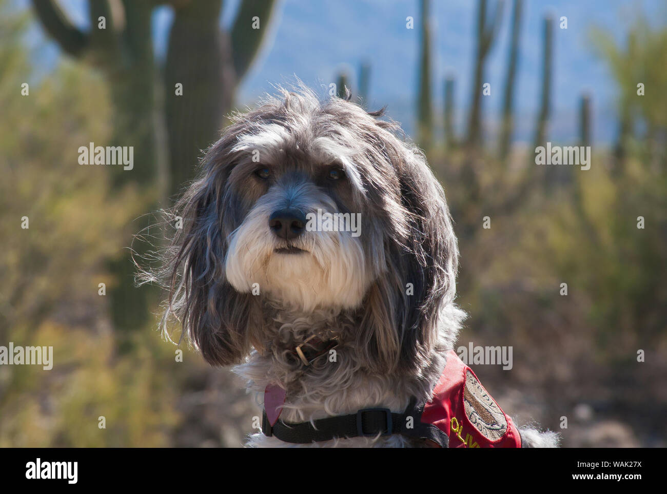 Grey havanese dog hi-res stock photography and images - Alamy