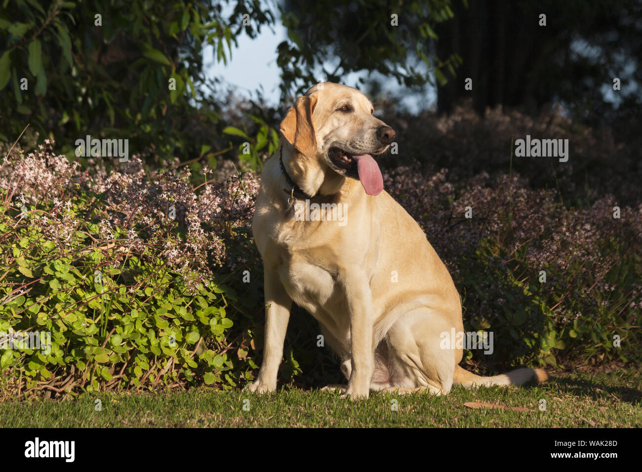 Labrador adventure hi-res stock photography and images - Alamy