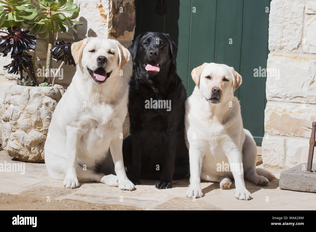 Three labradors hi-res stock photography and images - Alamy