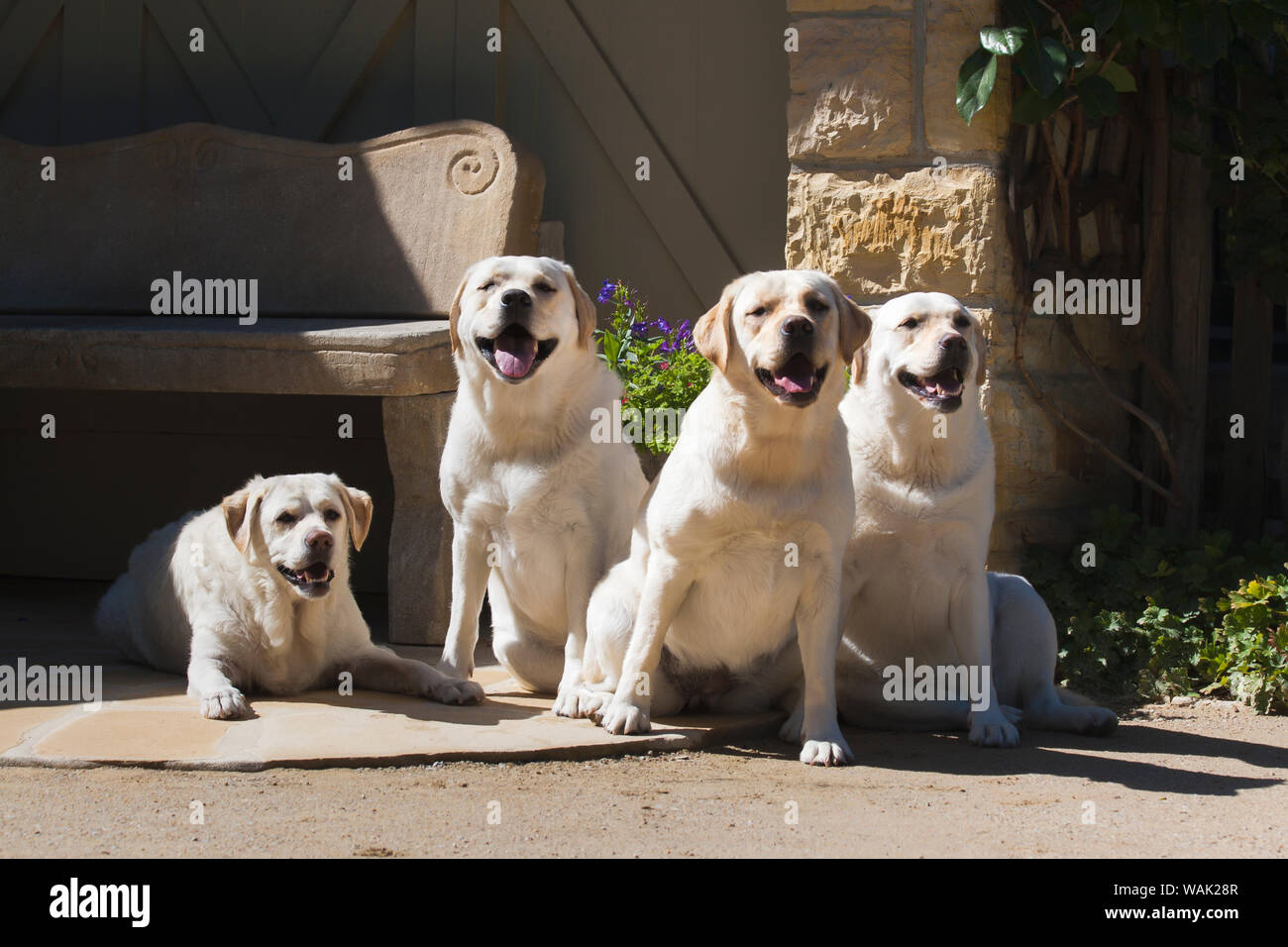 Four yellow labradors by a stone bench (PR Stock Photo - Alamy