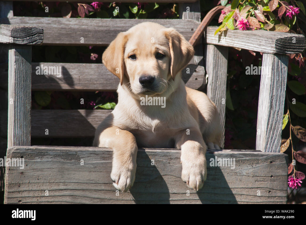 Puppy on chair hi-res stock photography and images - Alamy