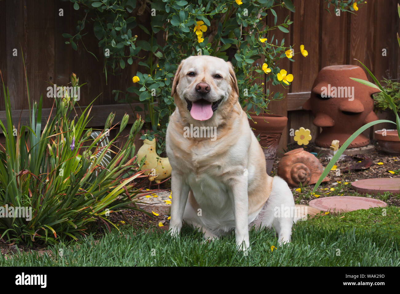 Labrador retriever pr hi-res stock photography and images - Alamy