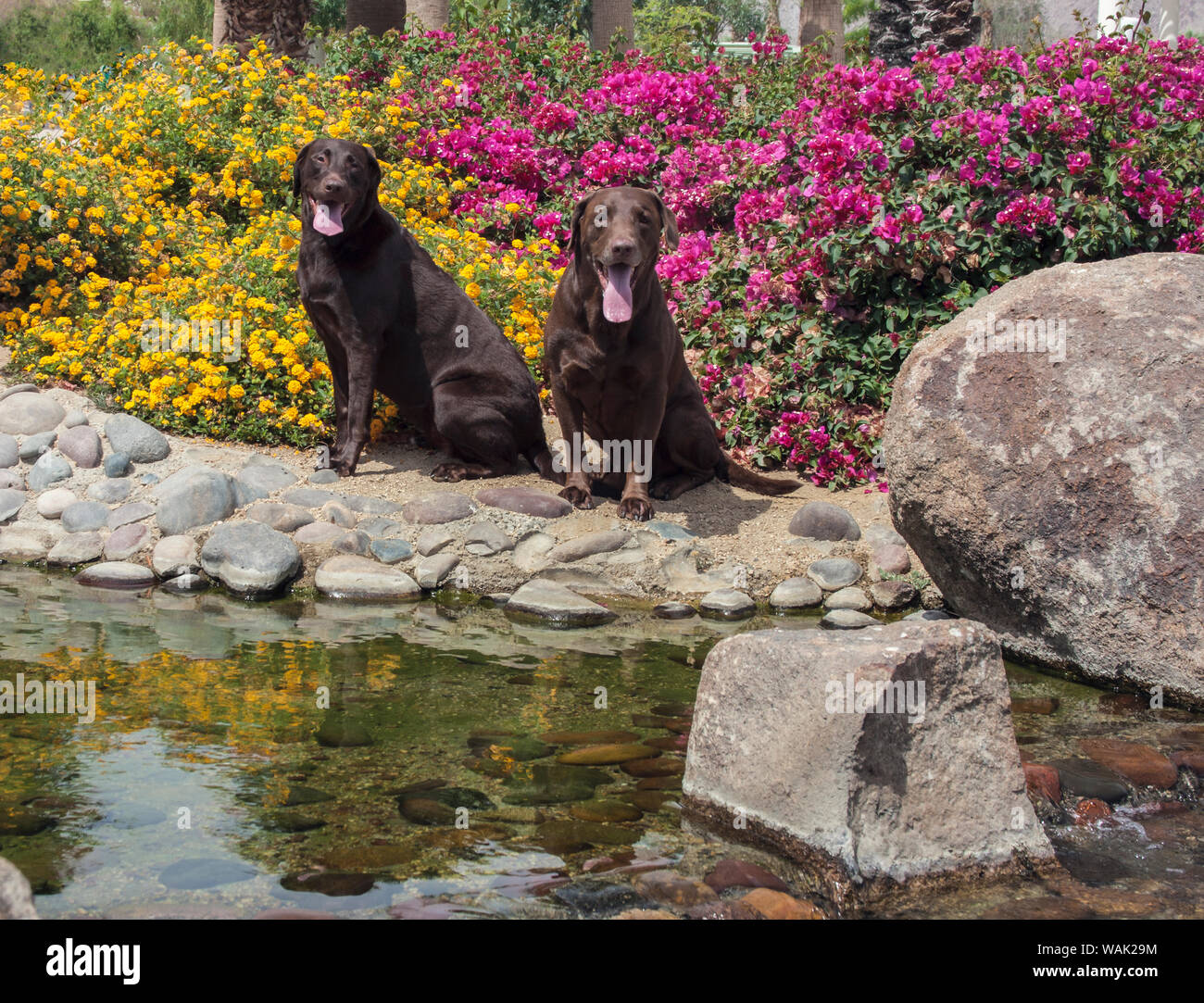 Labradors group hi-res stock photography and images - Alamy