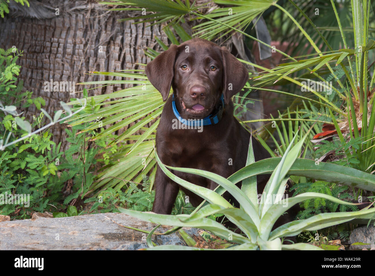 Chocolate labrador puppy in a garden setting (PR Stock Photo - Alamy