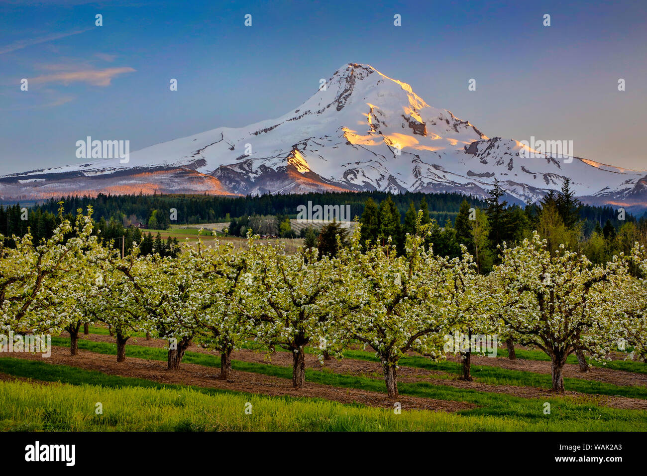 Orchard bloom hi-res stock photography and images - Alamy