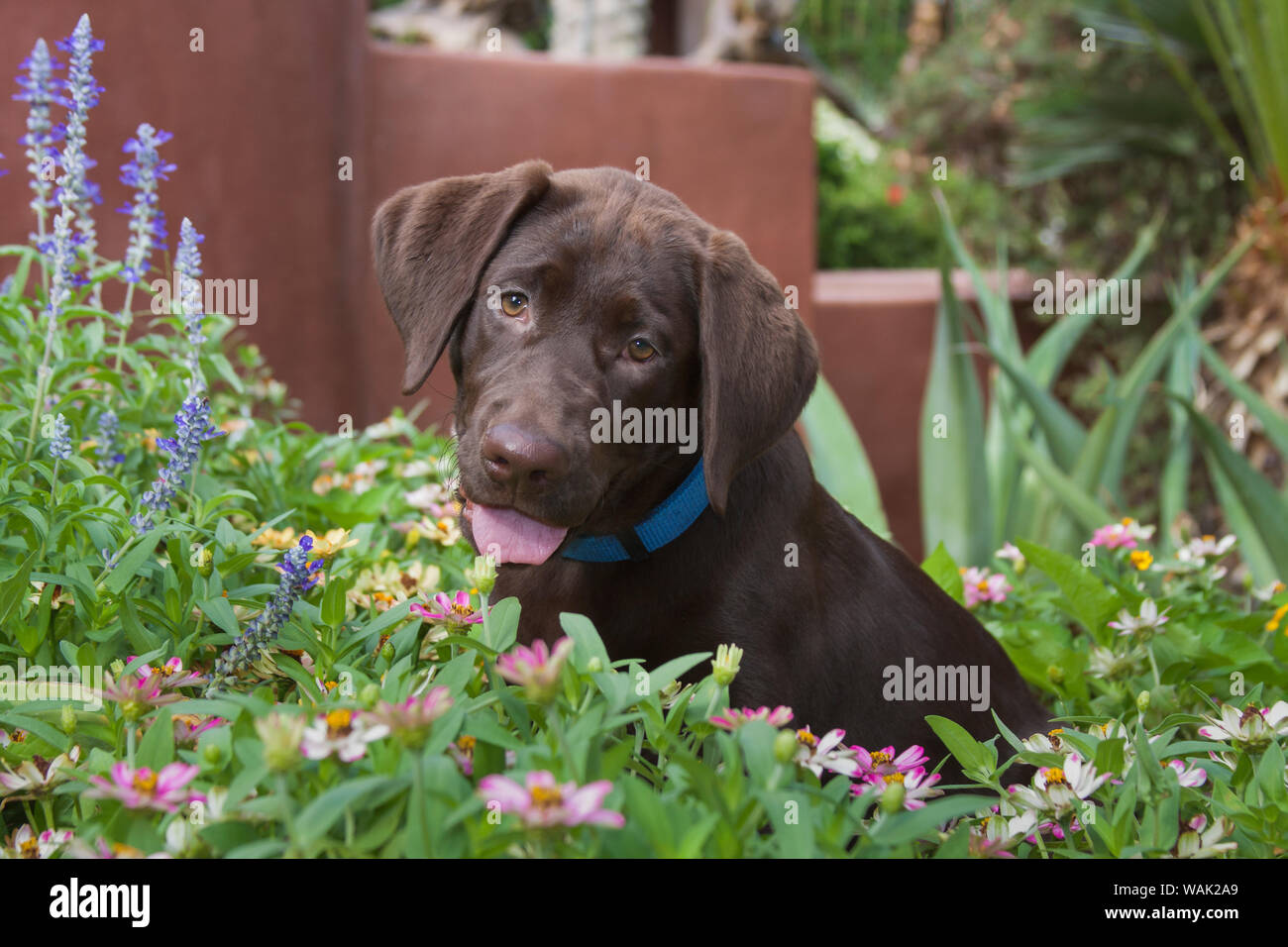 Chocolate labrador puppy in a garden setting (PR Stock Photo - Alamy