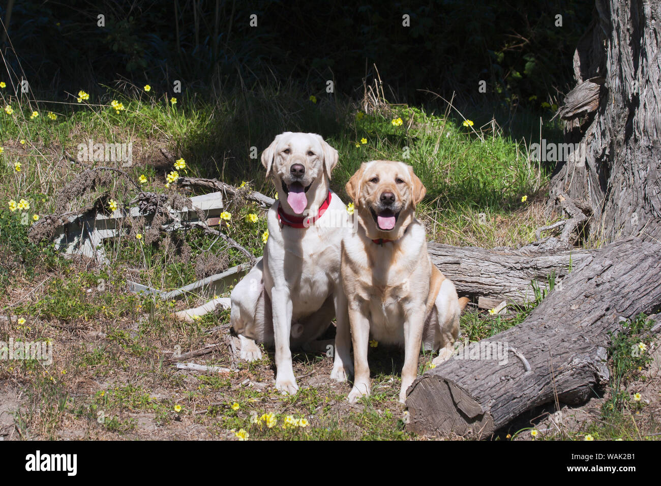 Two yellow labradors sitting waiting with smiles (PR Stock Photo - Alamy