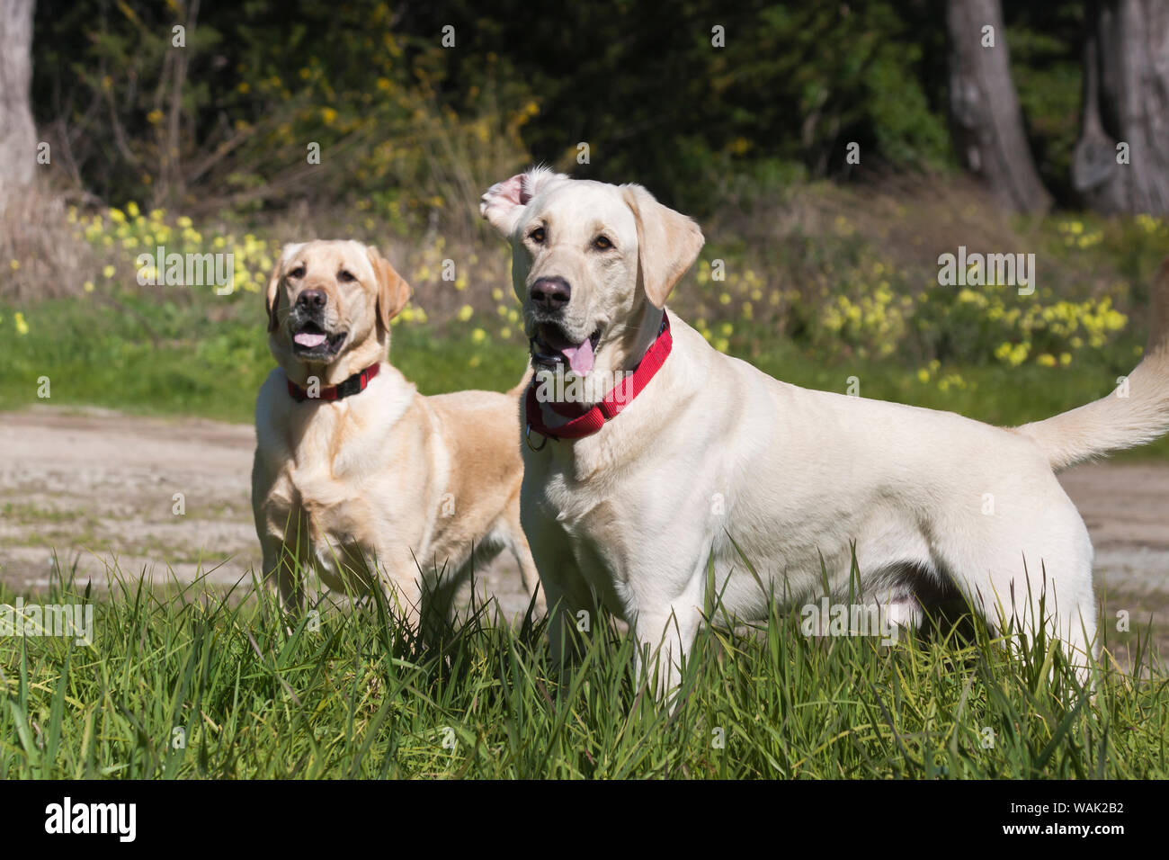 Waiting for release hi-res stock photography and images - Alamy