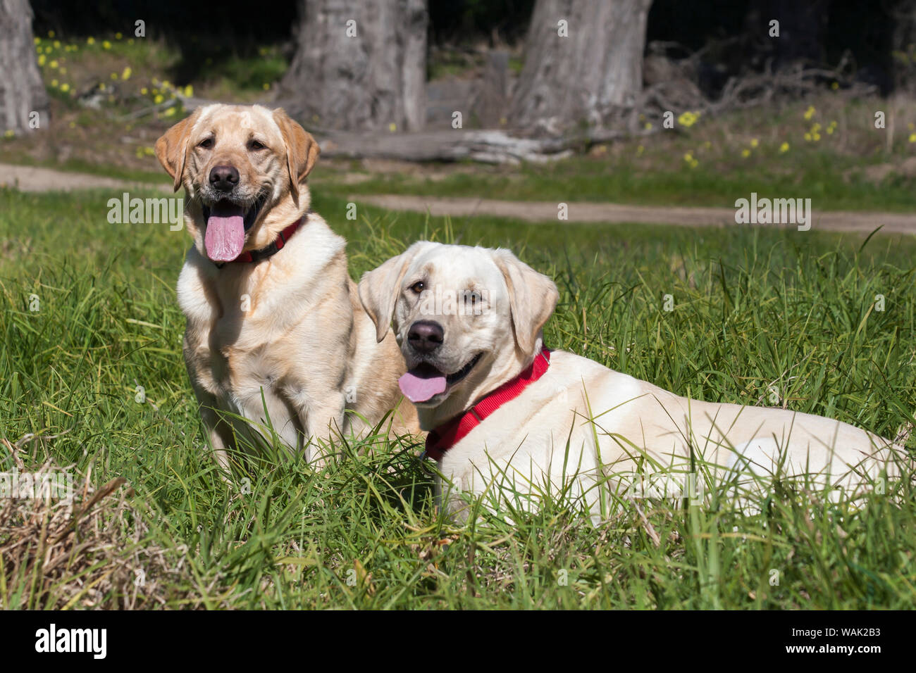 Two yellow labradors waiting (PR Stock Photo - Alamy