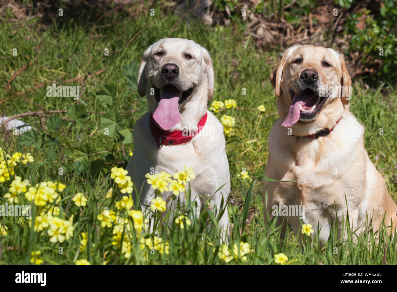 Two very happy yellow labradors (PR Stock Photo - Alamy