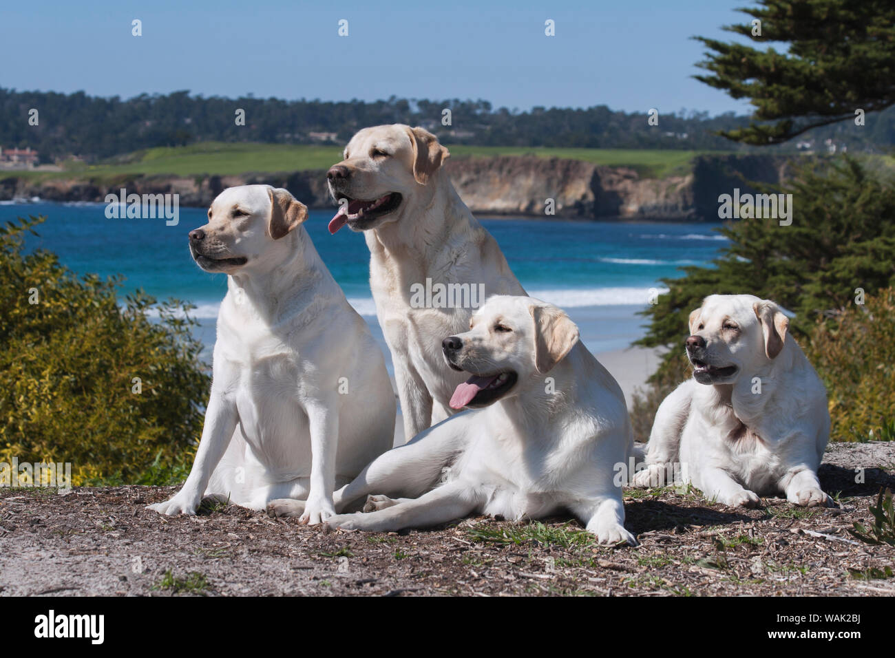 Four yellow labradors looking out to sea (PR Stock Photo - Alamy