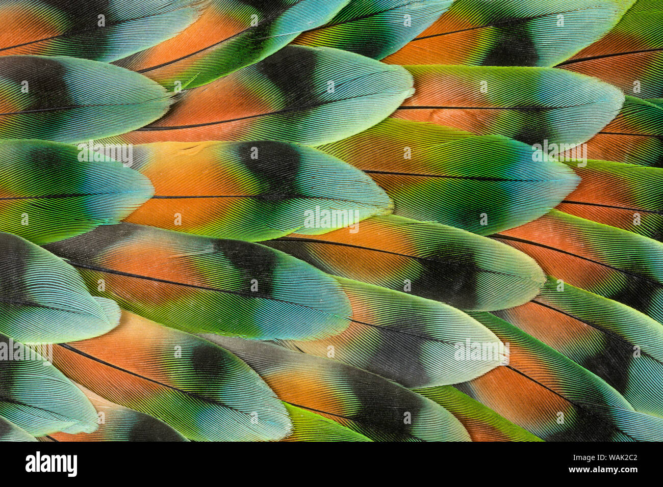 Lovebird tail feather pattern, Bandon, Oregon Stock Photo - Alamy