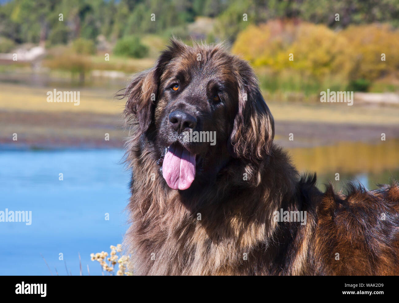 Leonberger portrait hi-res stock photography and images - Alamy