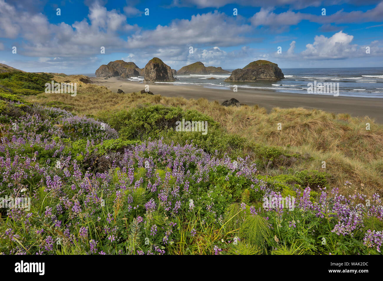 Cape sebastian oregon hi-res stock photography and images - Alamy